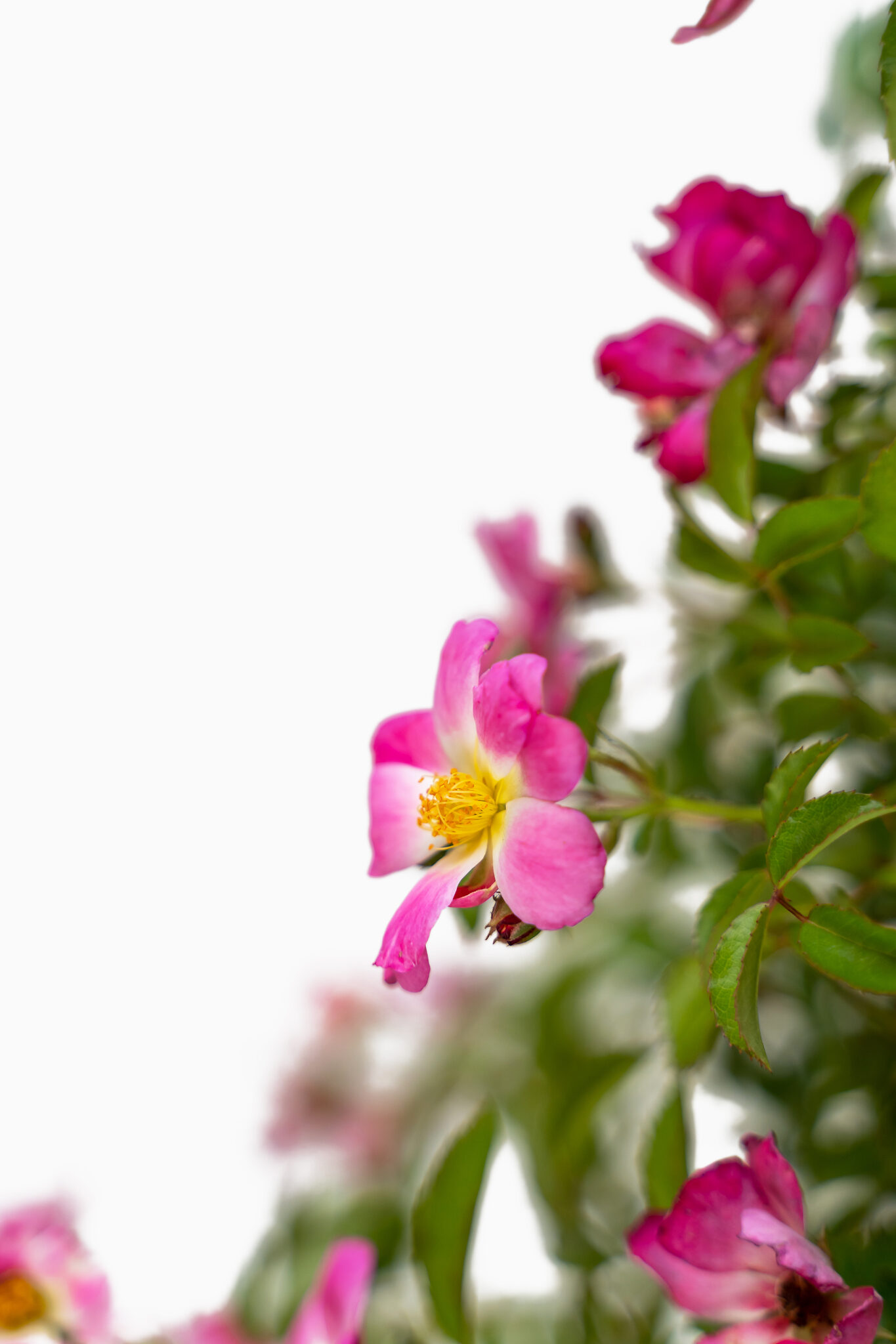 Pink Drift Rose Bushes For Sale Online | The Tree Center