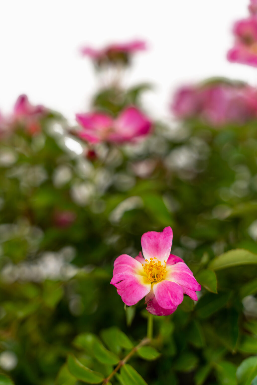 Pink Drift Rose Bushes For Sale Online | The Tree Center