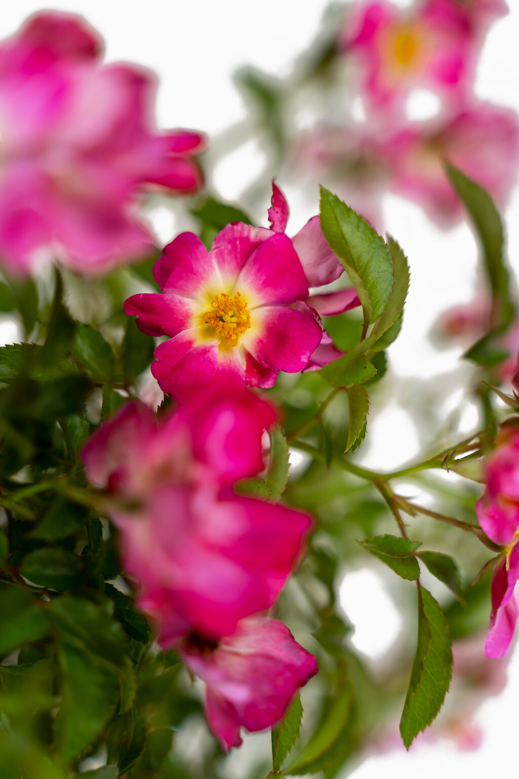 Pink Drift Rose Bushes For Sale Online | The Tree Center