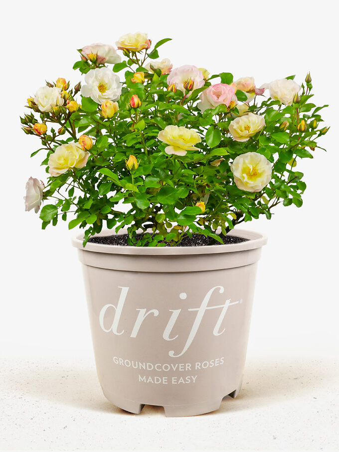 Coral Drift® Rose Bushes For Sale | The Tree Center