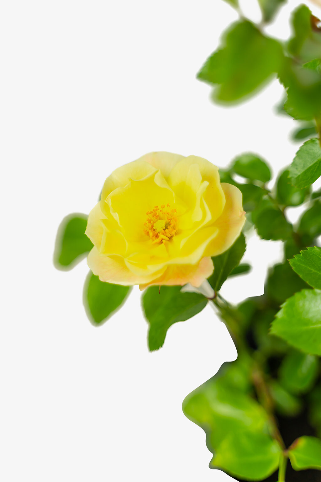 Popcorn Drift Rose Bushes For Sale Online | The Tree Center