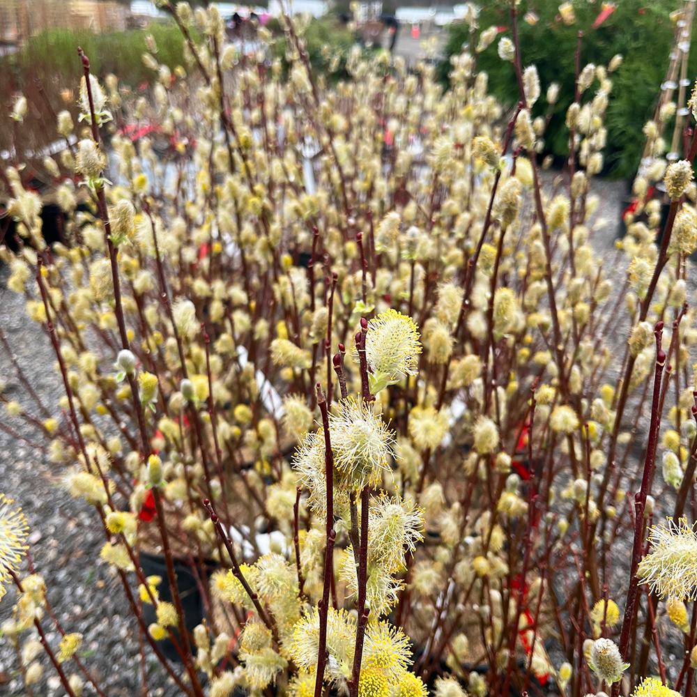 Pussy Willow Trees For Sale Online The Tree Center