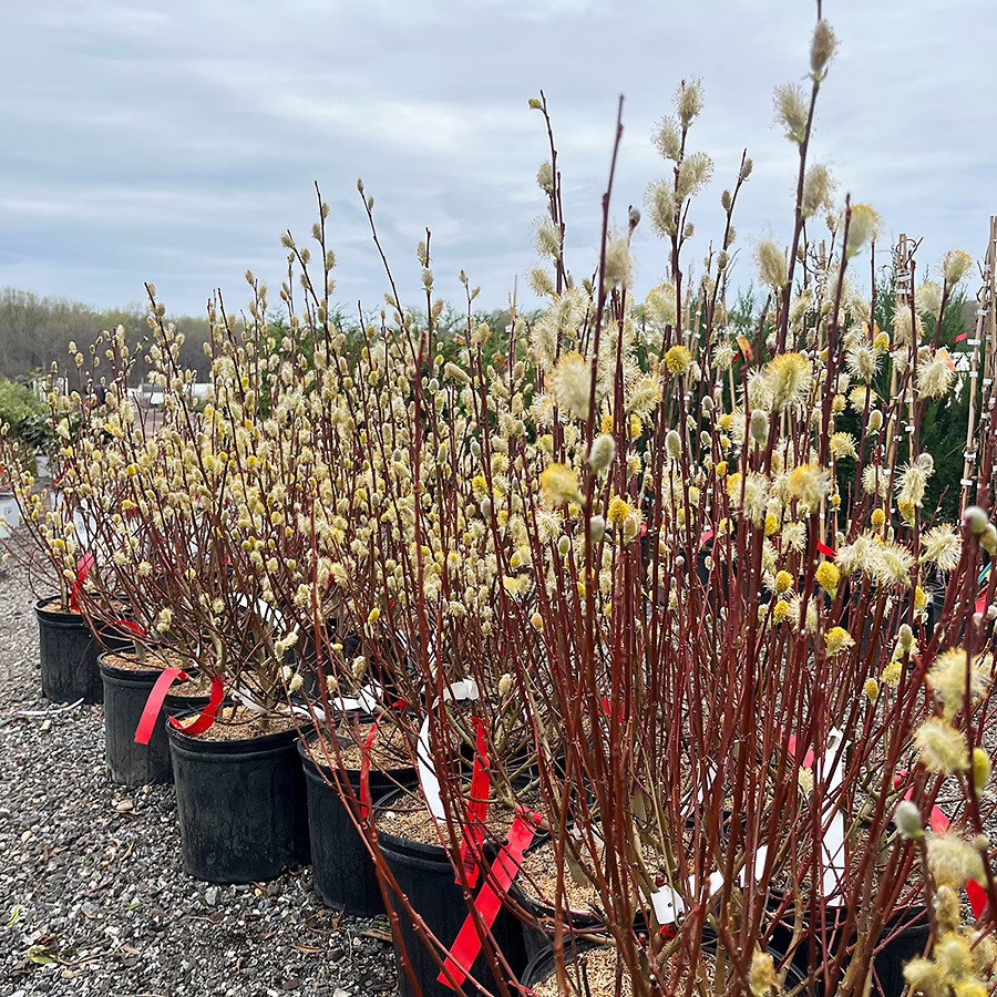 Pussy Willow Trees For Sale Online | The Tree Center