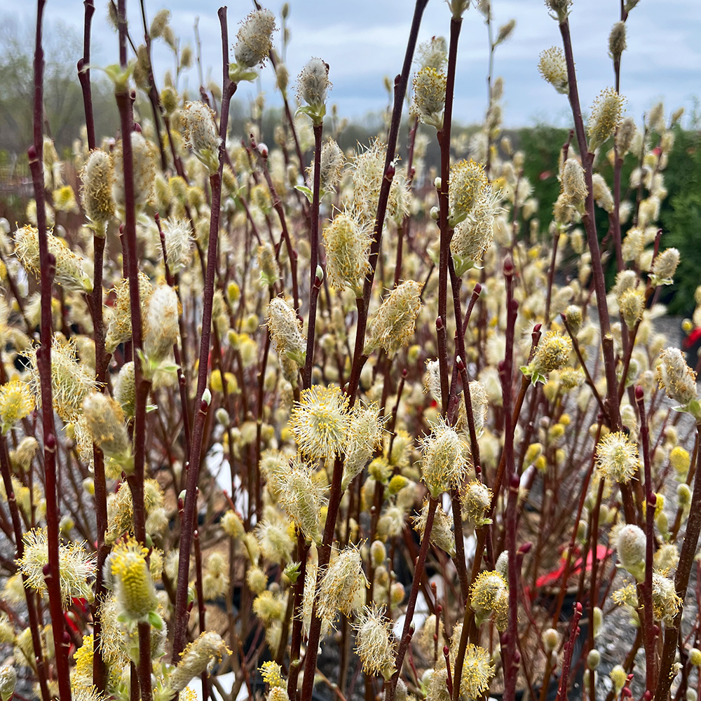 Pussy Willow Trees For Sale Online | The Tree Center