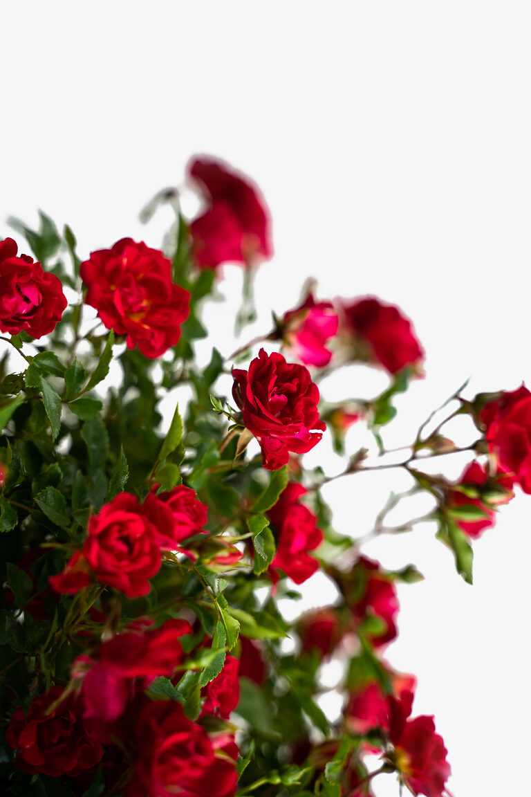 Red Drift Rose Bushes For Sale Online | The Tree Center