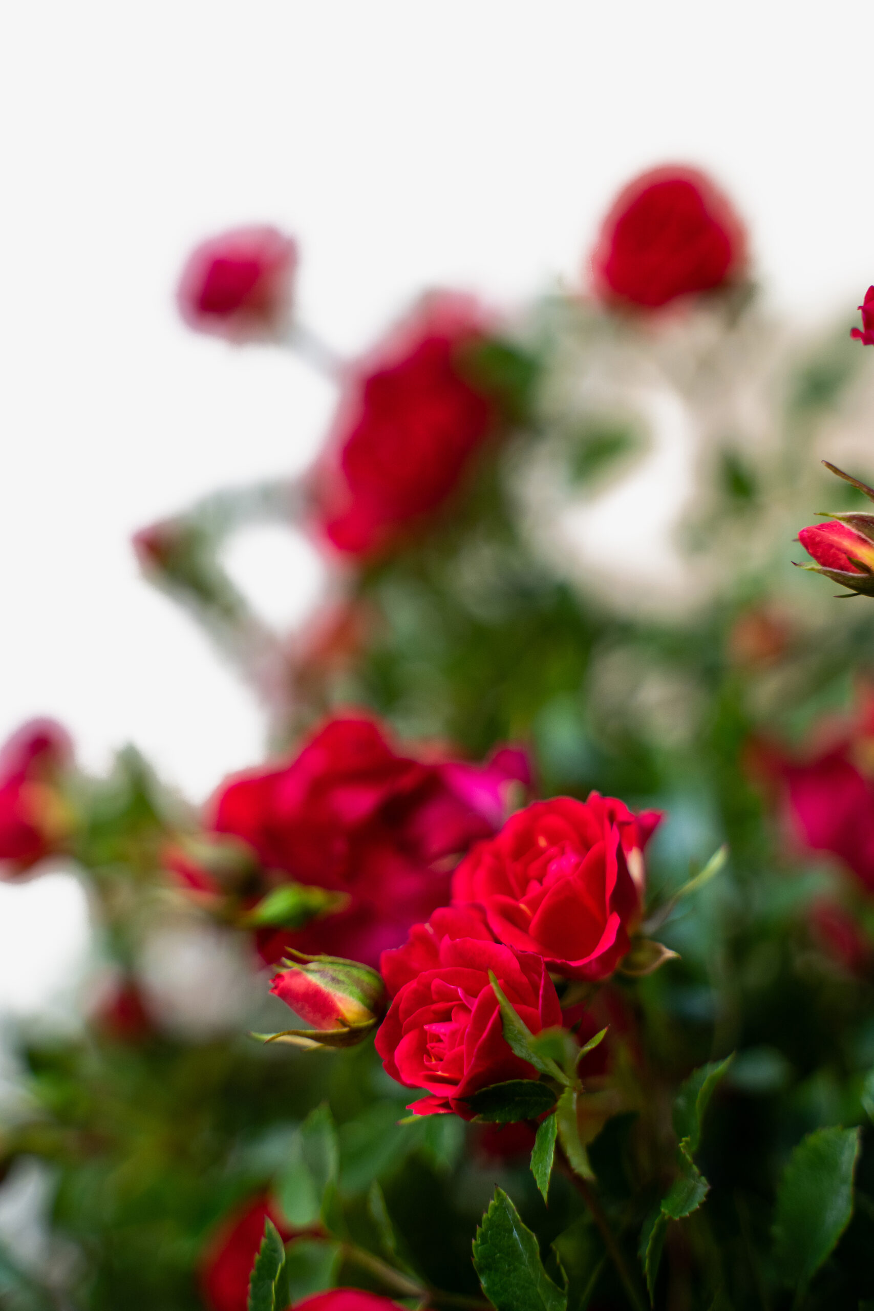 Red Drift Rose Bushes For Sale Online | The Tree Center