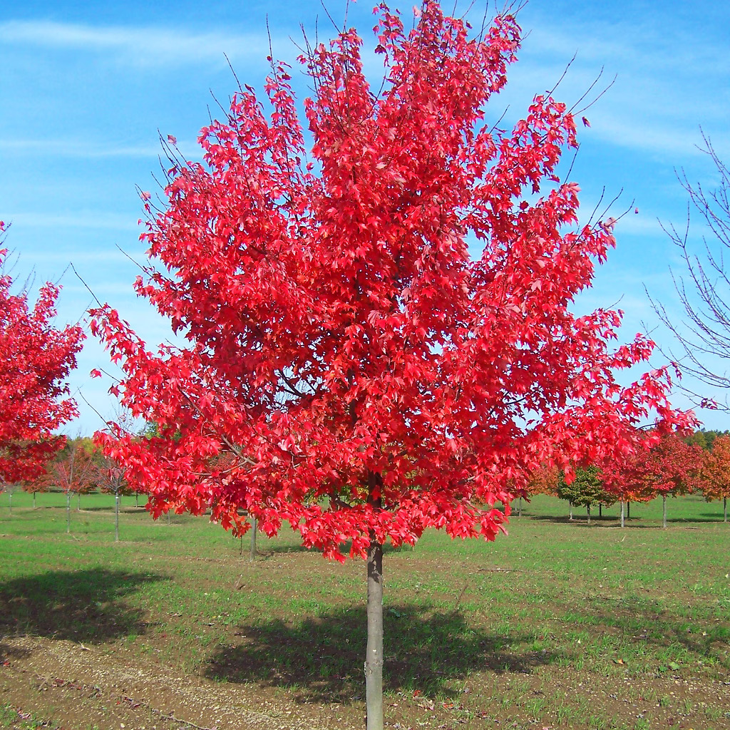 Red Sunset Red Maple Trees For Sale | The Tree Center