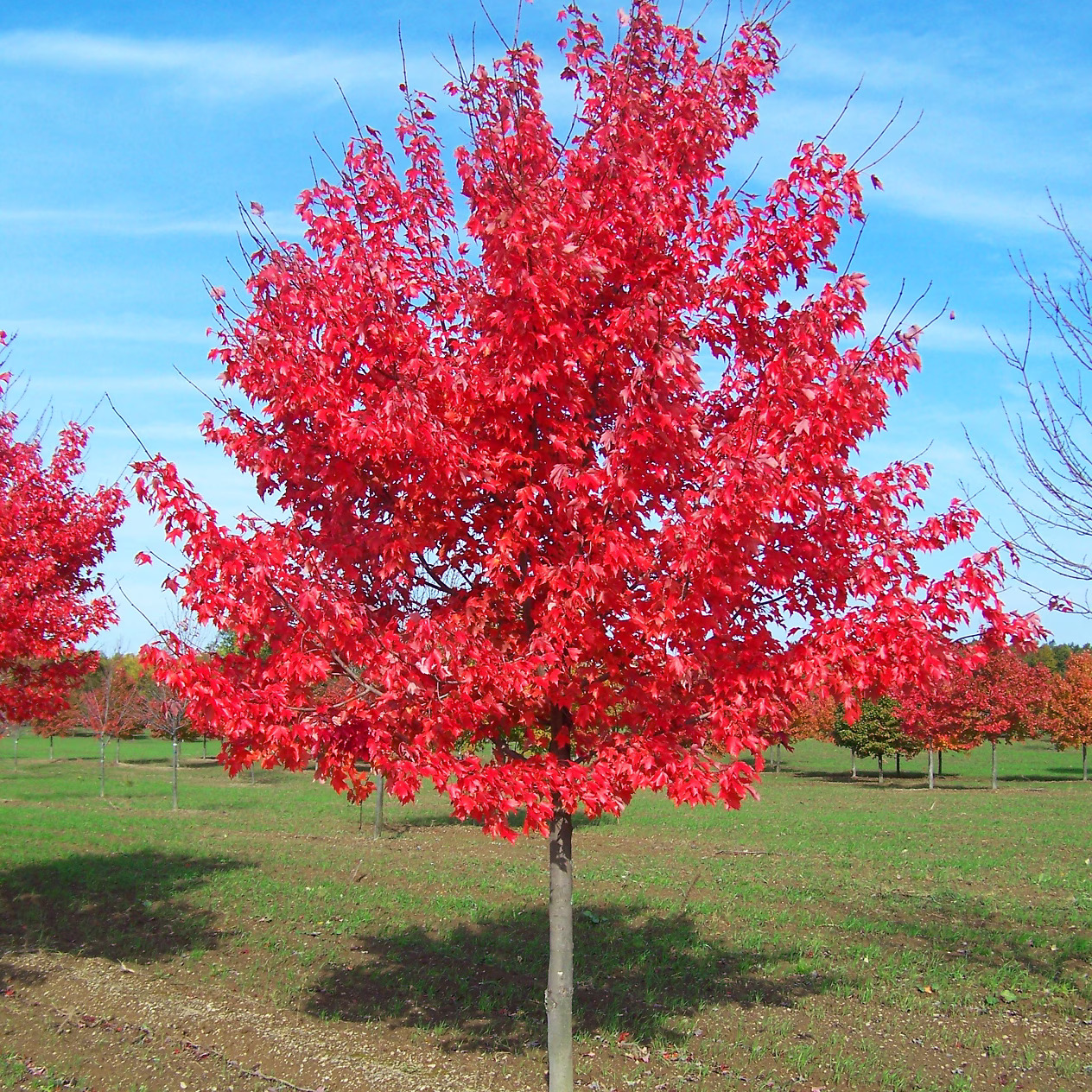 Red Sunset Red Maple Trees For Sale | The Tree Center