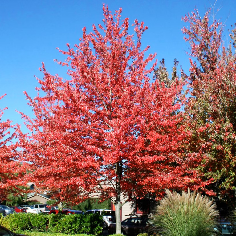 Red Sunset Red Maple Trees For Sale | The Tree Center