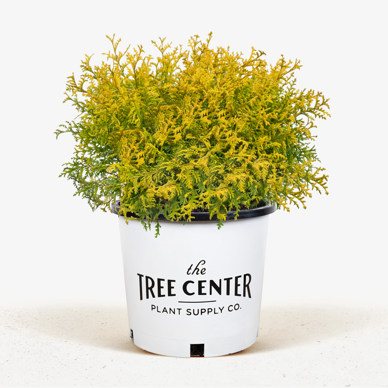 Vintage Gold Cypress Trees For Sale Online | The Tree Center