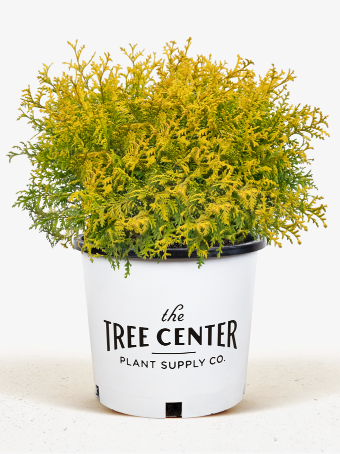 Gold Rider Leyland Cypress Trees For Sale | The Tree Center