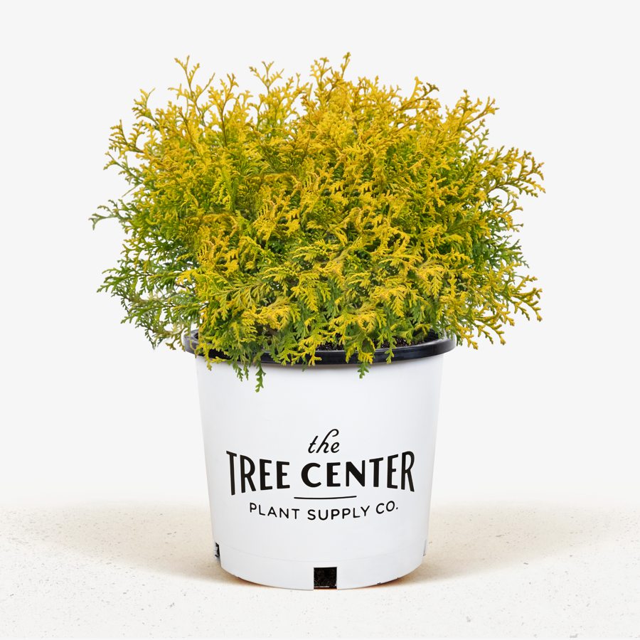 Vintage Gold Cypress Trees For Sale Online | The Tree Center