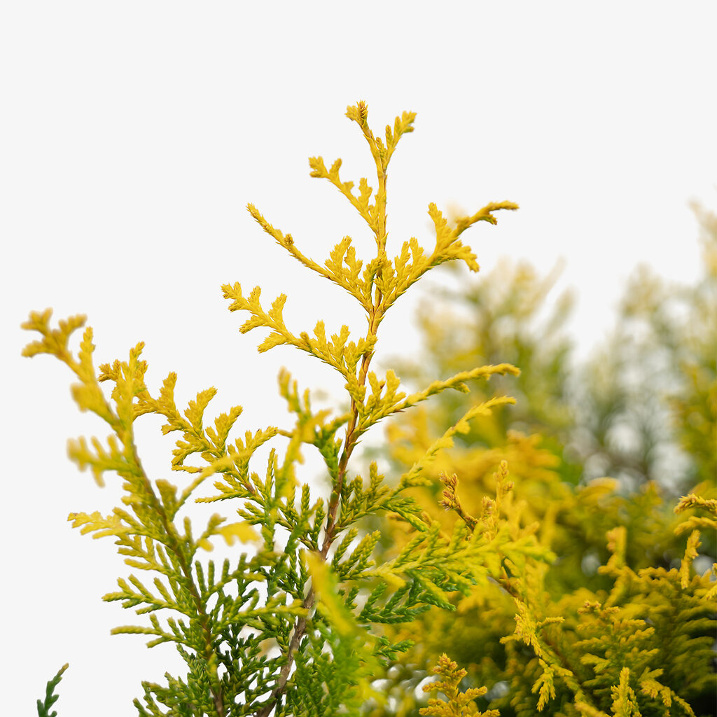 Vintage Gold Cypress Trees For Sale Online | The Tree Center