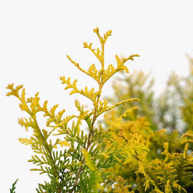 Vintage Gold Cypress Trees For Sale Online | The Tree Center