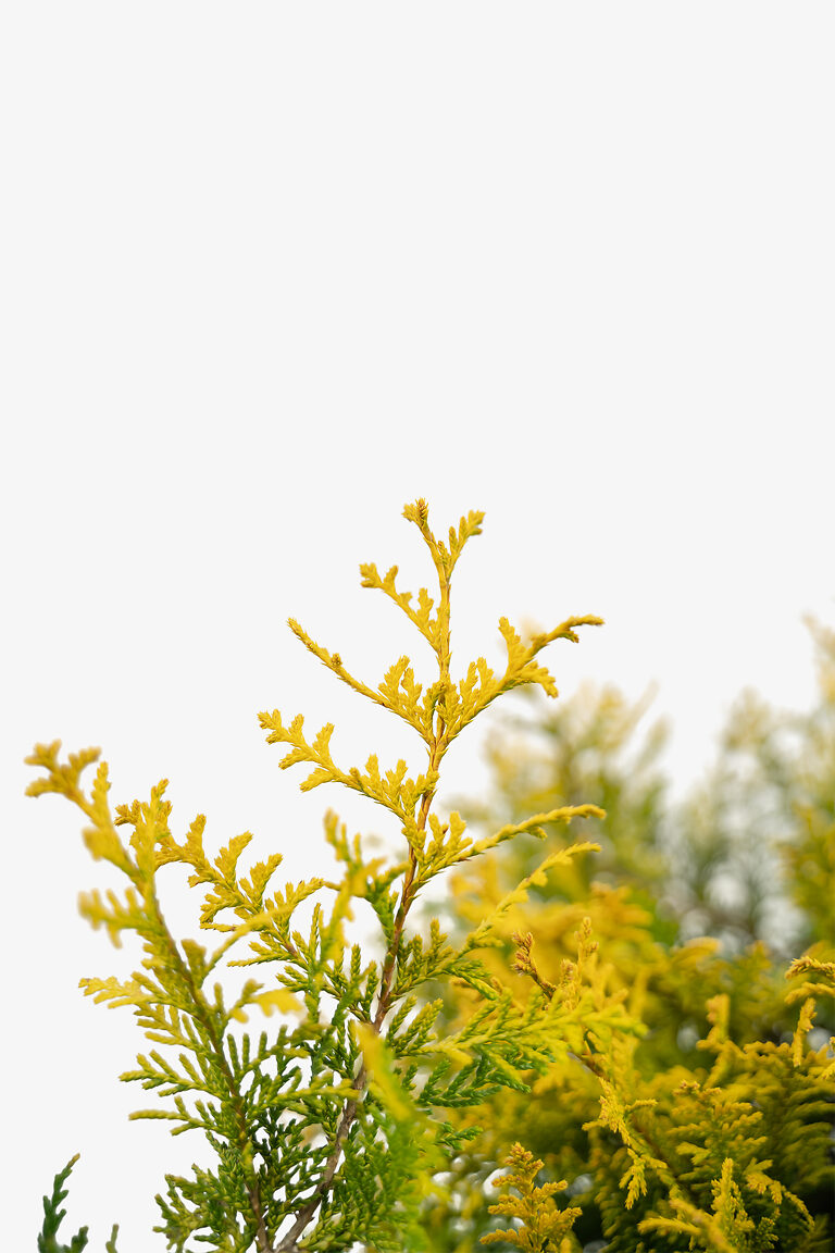 Vintage Gold Cypress Trees For Sale Online | The Tree Center