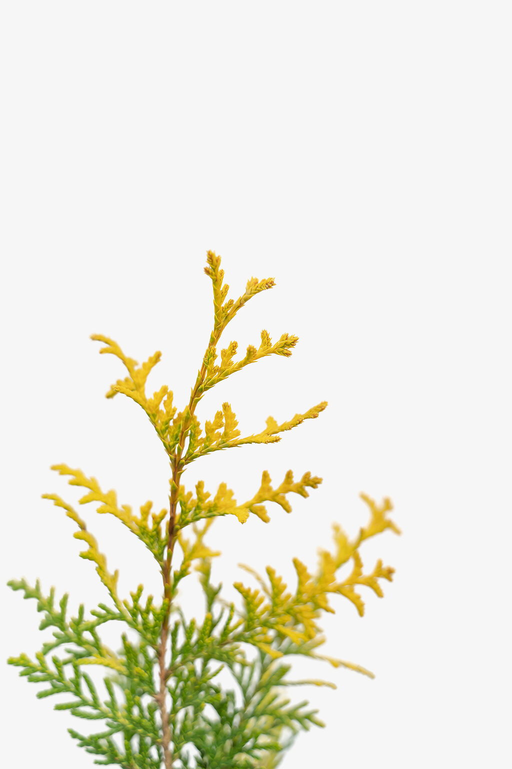 Vintage Gold Cypress Trees For Sale Online | The Tree Center