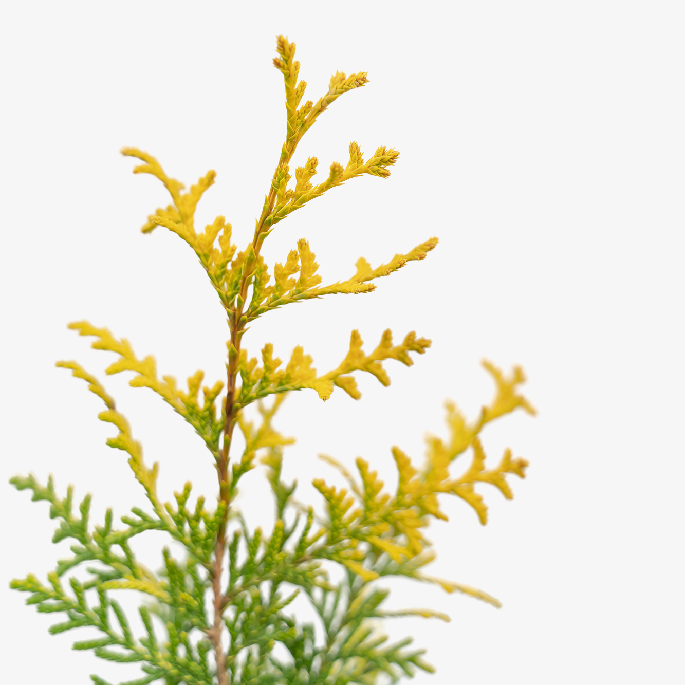 Vintage Gold Cypress Trees For Sale Online | The Tree Center