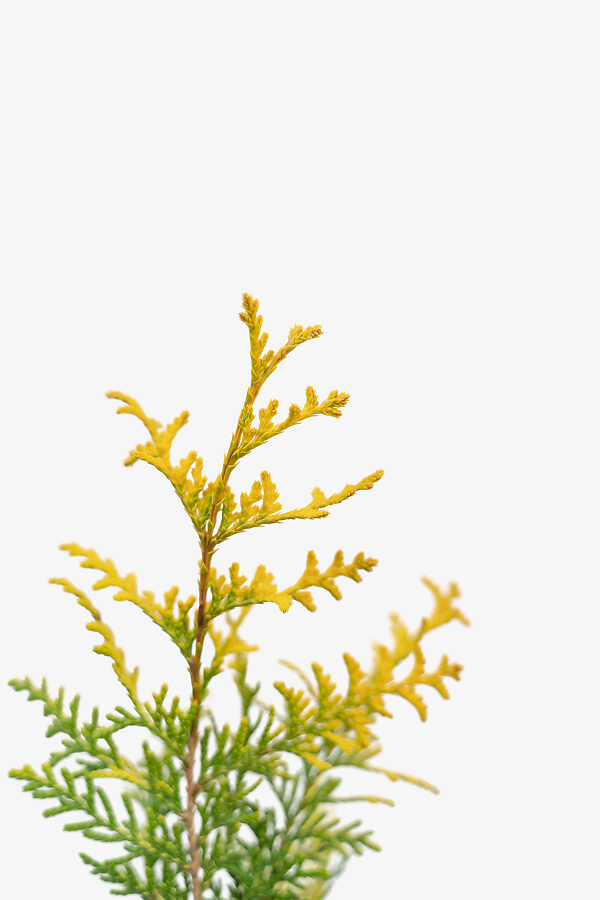 Vintage Gold Cypress Trees For Sale Online | The Tree Center