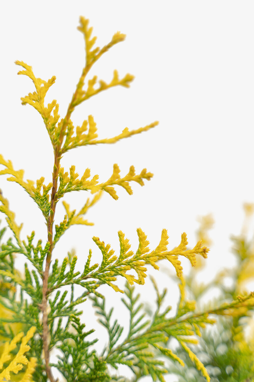 Vintage Gold Cypress Trees For Sale Online | The Tree Center