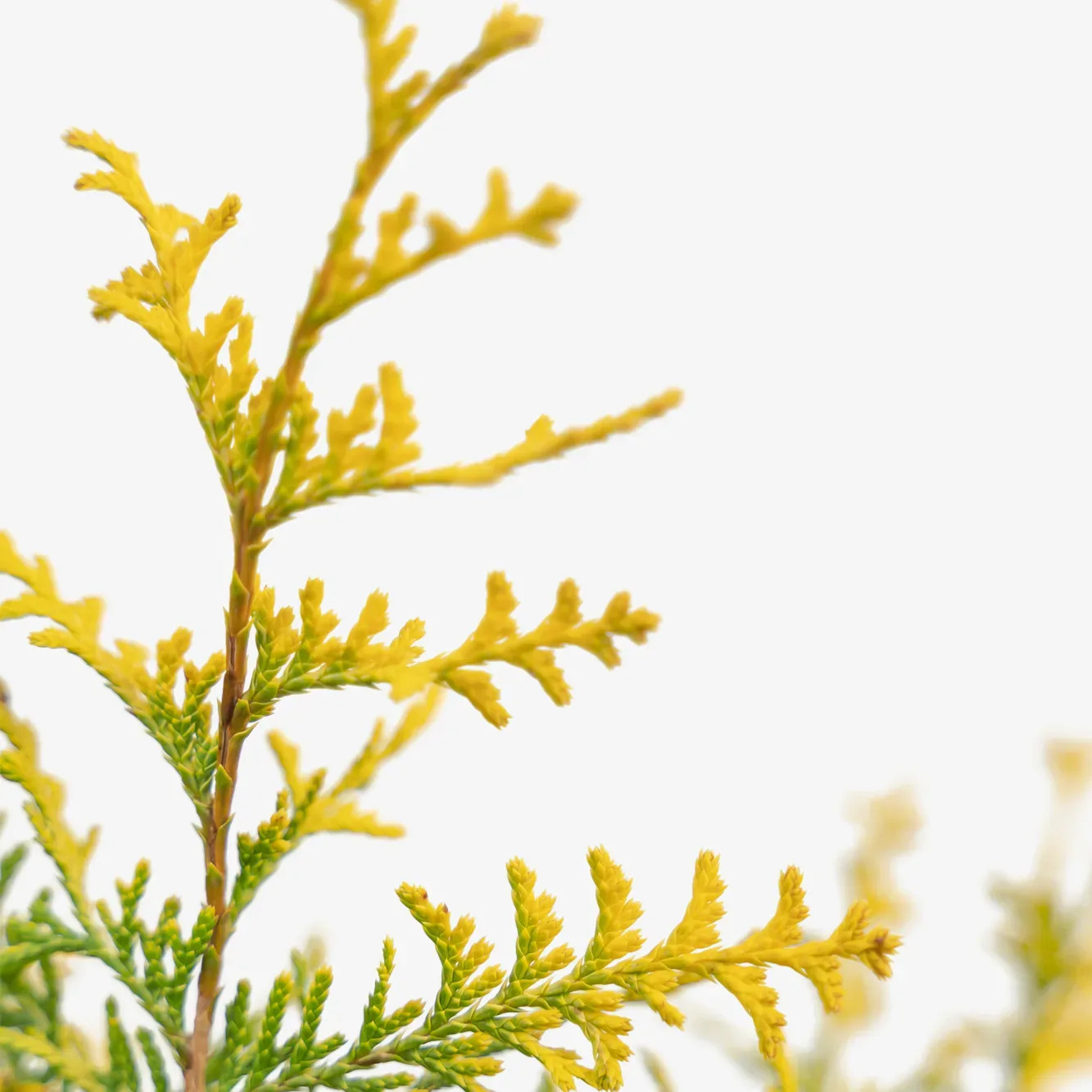 Vintage Gold Cypress Trees For Sale Online | The Tree Center