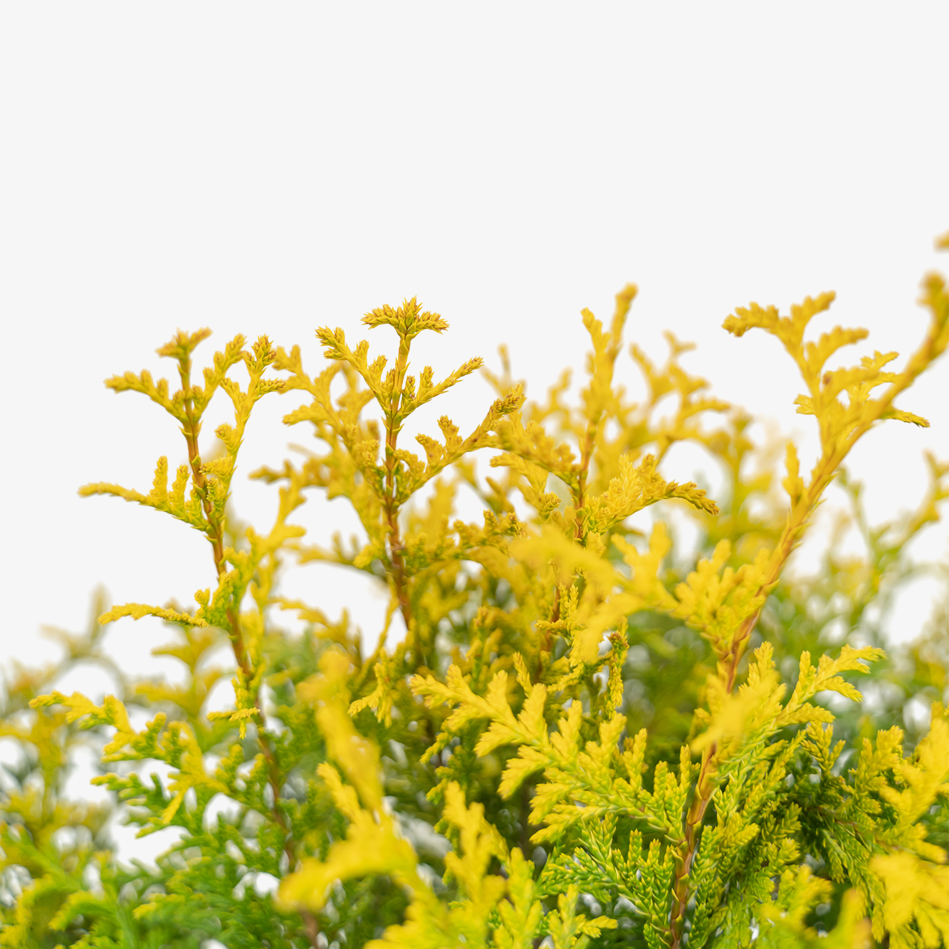 Vintage Gold Cypress Trees For Sale Online | The Tree Center