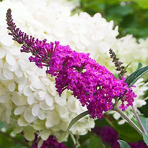 Miss Ruby Butterfly Bush For Sale Online | The Tree Center