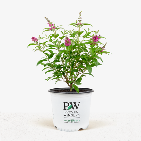 Miss Ruby Butterfly Bush For Sale Online | The Tree Center