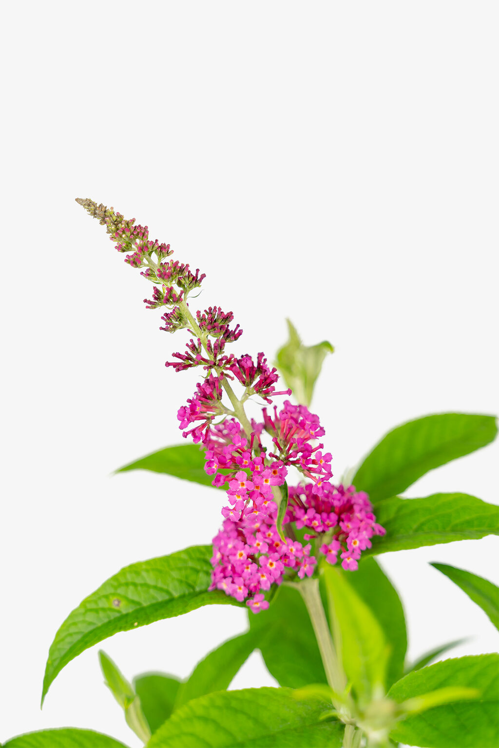 Miss Ruby Butterfly Bush For Sale Online | The Tree Center