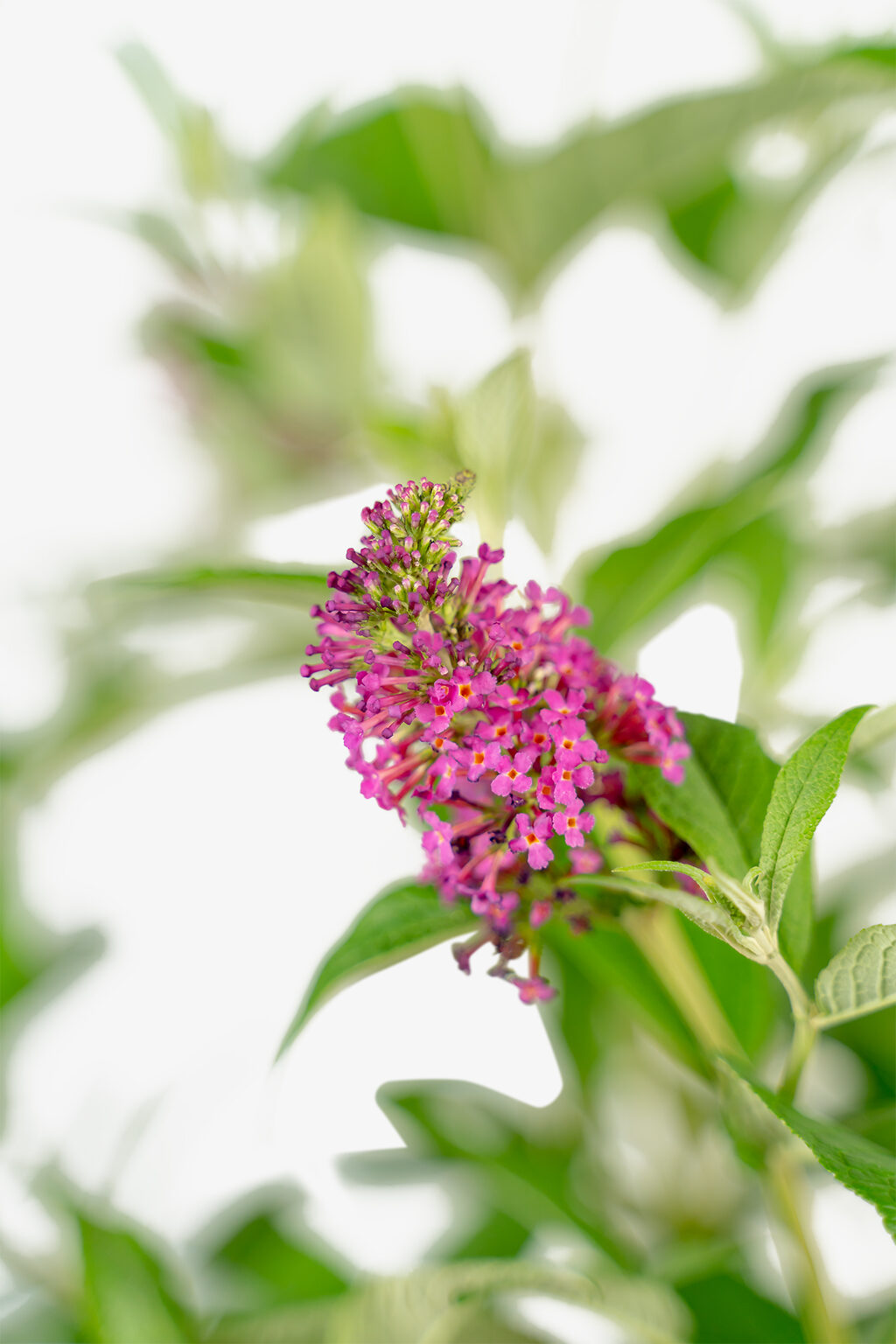 Miss Ruby Butterfly Bush For Sale Online | The Tree Center