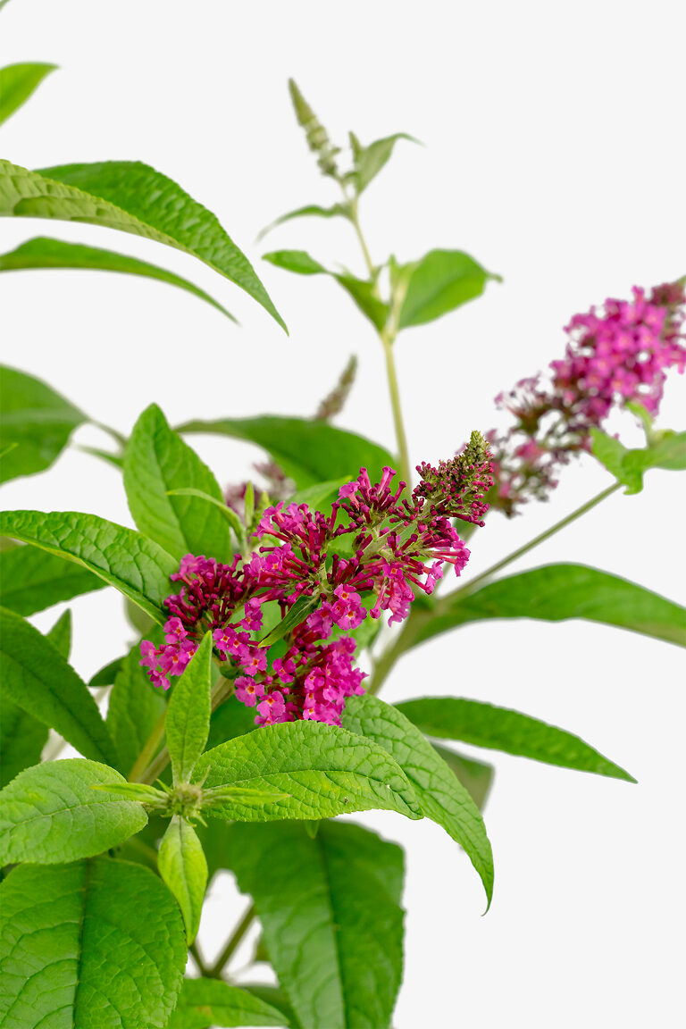 Miss Ruby Butterfly Bush For Sale Online | The Tree Center