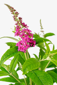 Miss Ruby Butterfly Bush For Sale Online | The Tree Center