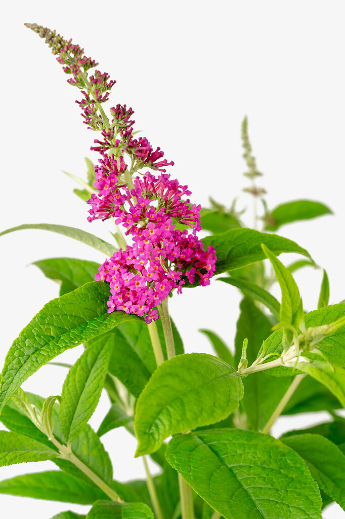 Miss Ruby Butterfly Bush For Sale Online | The Tree Center