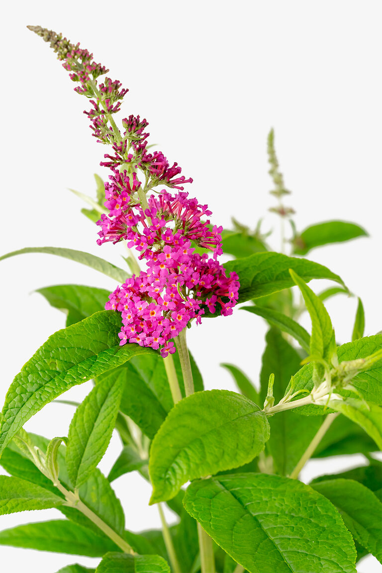 Miss Ruby Butterfly Bush For Sale Online | The Tree Center