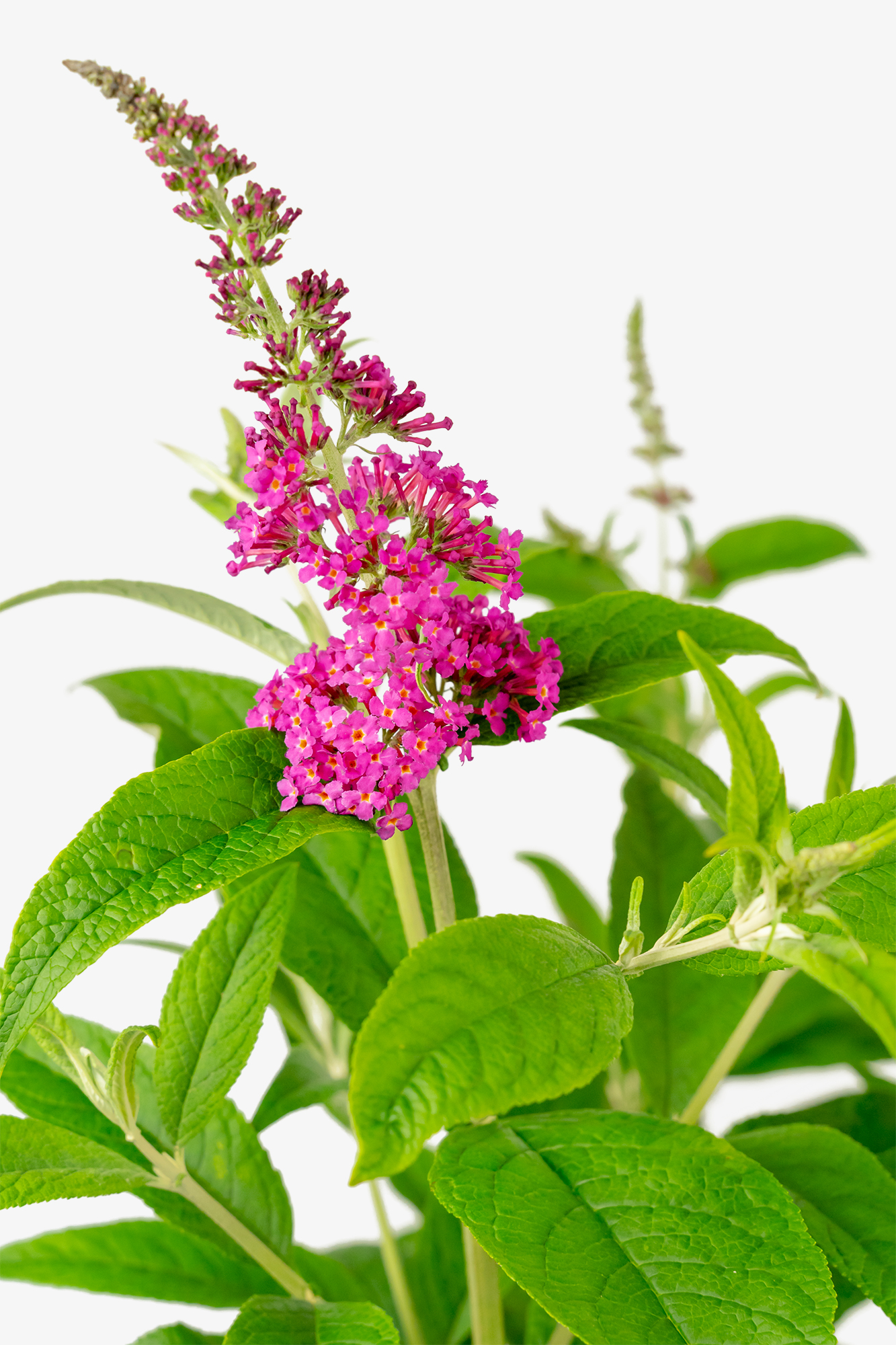 Miss Ruby Butterfly Bush For Sale Online | The Tree Center