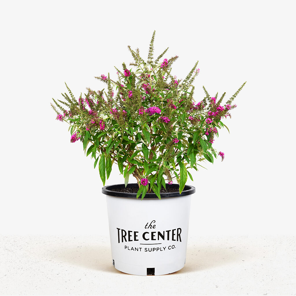 Miss Ruby Butterfly Bush For Sale Online | The Tree Center