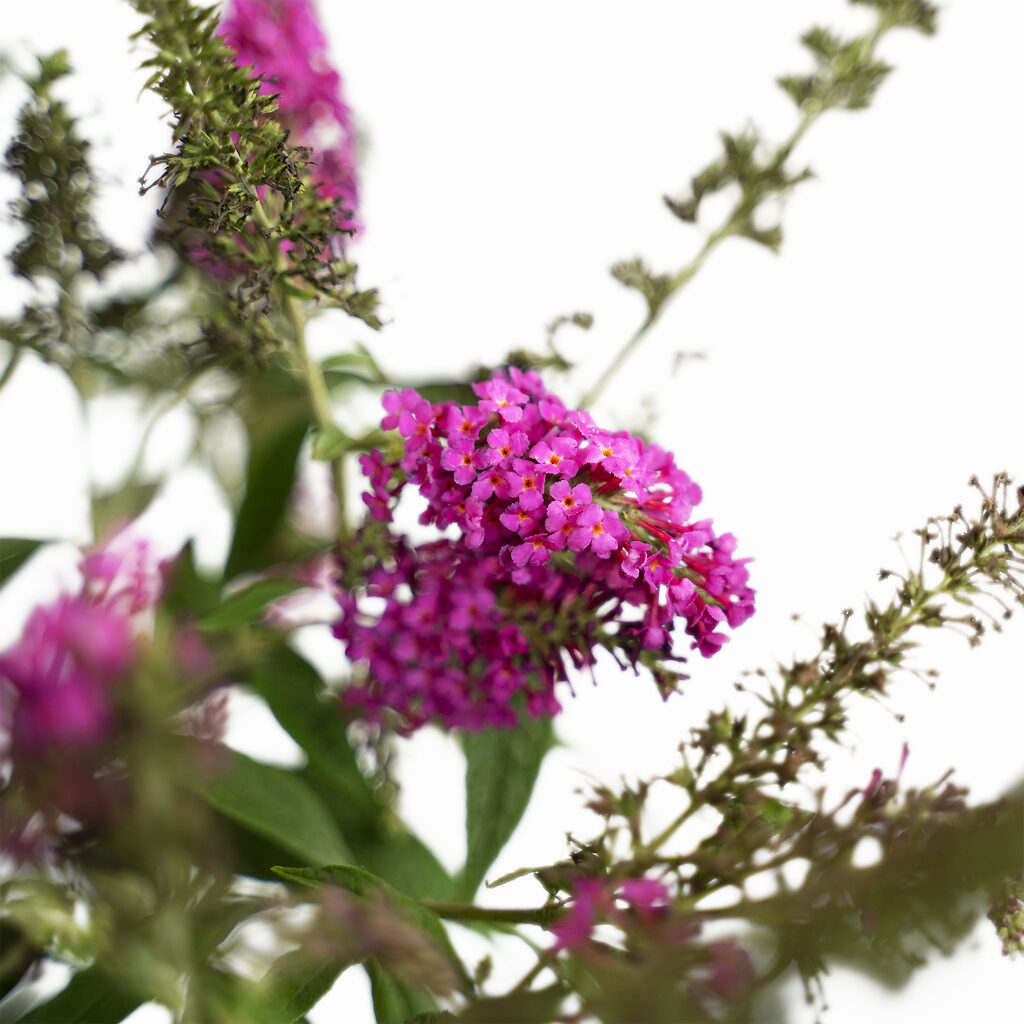 Miss Ruby Butterfly Bush For Sale Online | The Tree Center