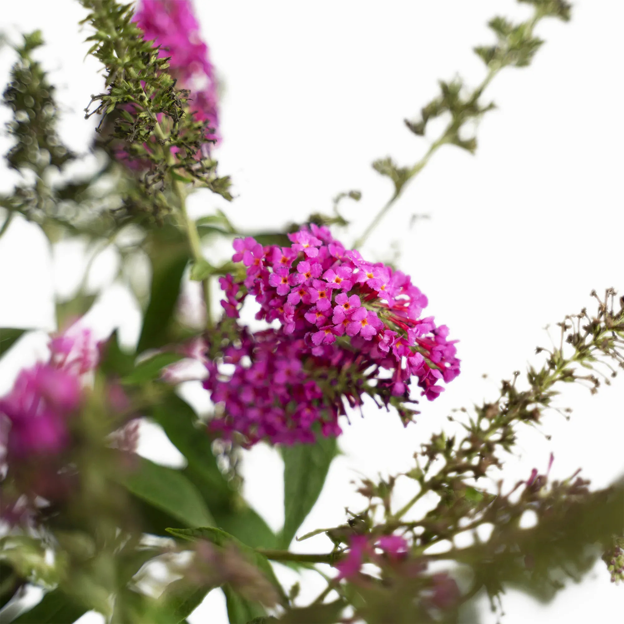 Miss Ruby Butterfly Bush For Sale Online | The Tree Center