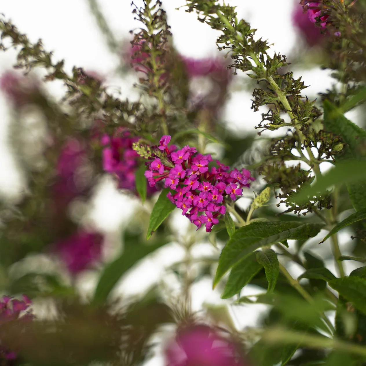 Miss Ruby Butterfly Bush For Sale Online | The Tree Center