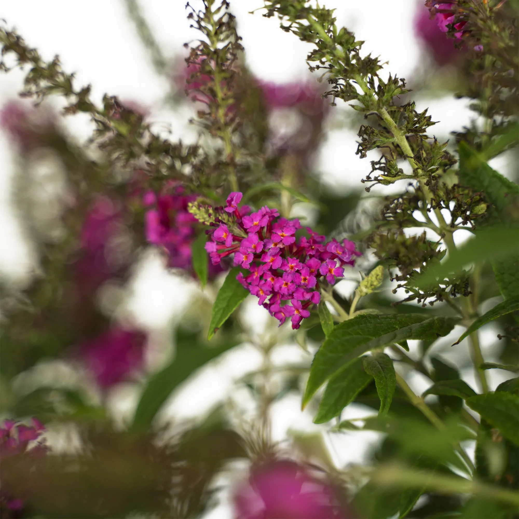 Miss Ruby Butterfly Bush For Sale Online | The Tree Center