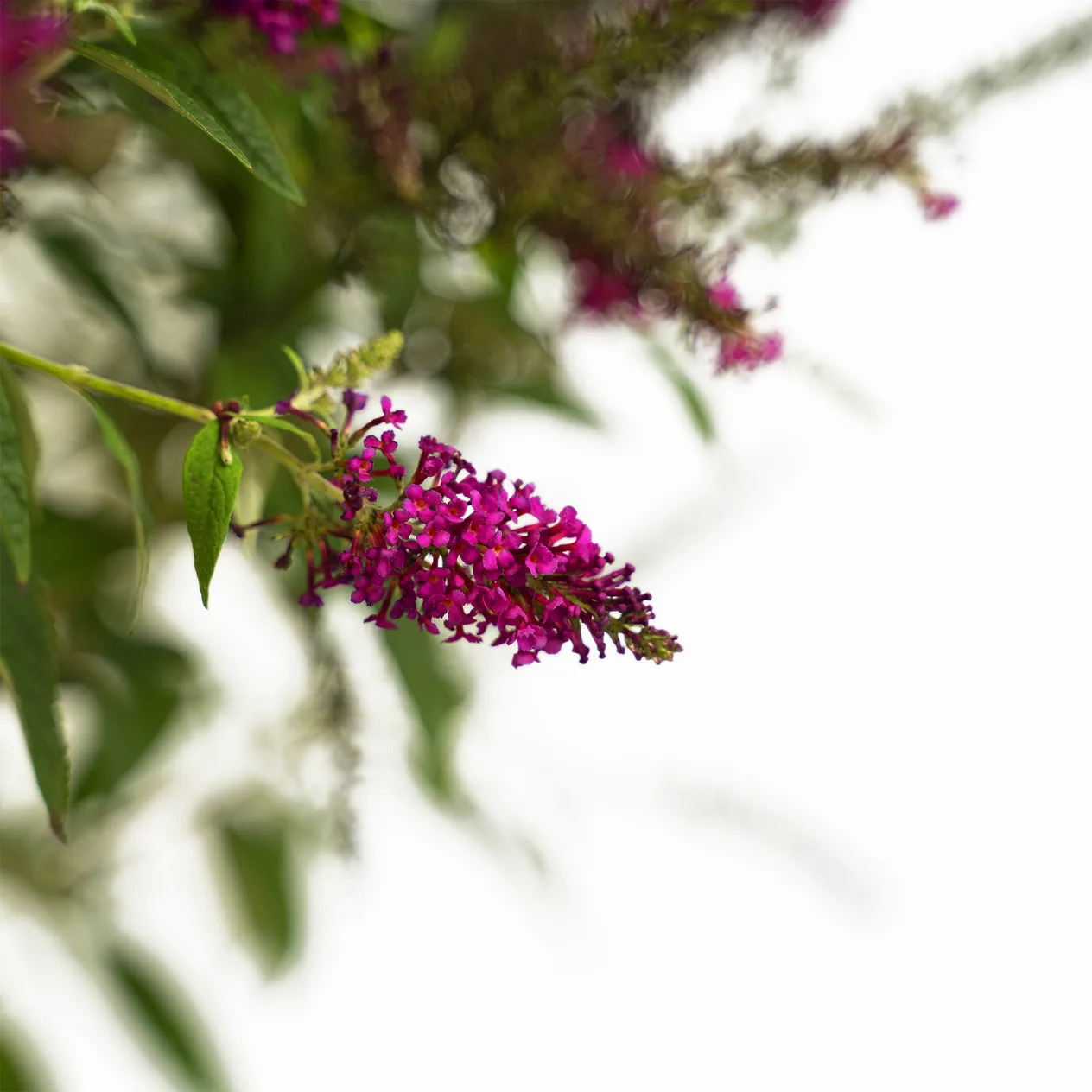 Miss Ruby Butterfly Bush For Sale Online | The Tree Center