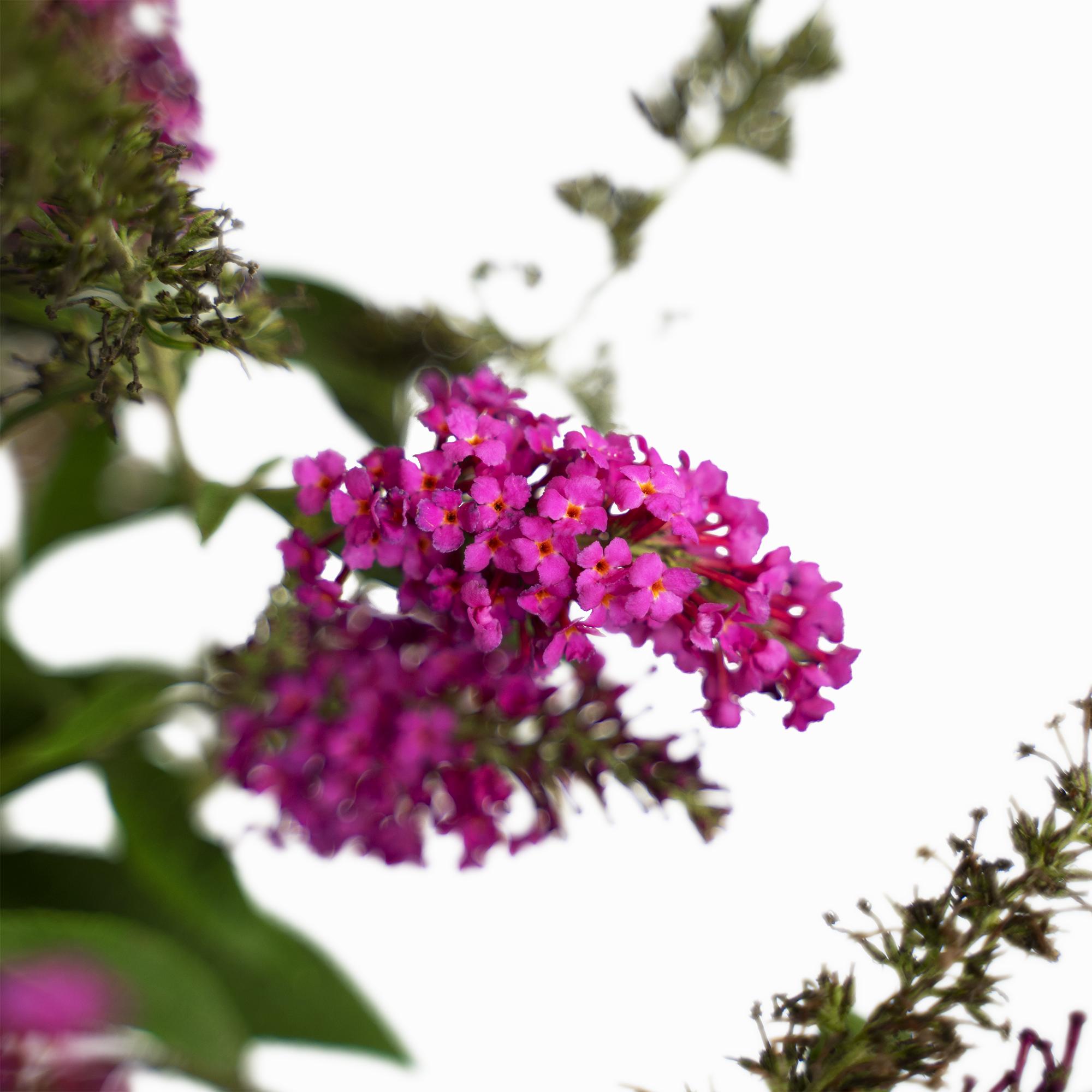 Miss Ruby Butterfly Bush For Sale Online | The Tree Center