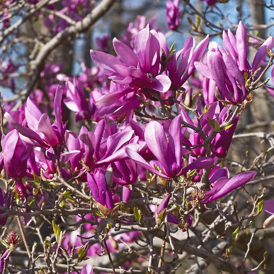 Ann Magnolia Trees For Sale Online | The Tree Center