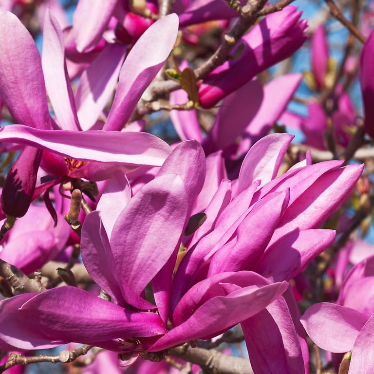 Ann Magnolia Trees For Sale Online | The Tree Center