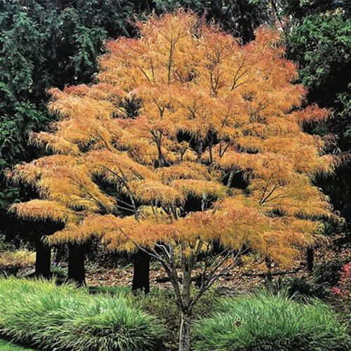 Koto No Ito Japanese Maple Trees For Sale | The Tree Center