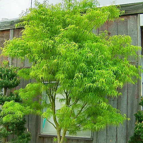 Koto No Ito Japanese Maple Trees For Sale | The Tree Center