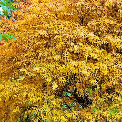 Koto No Ito Japanese Maple Trees For Sale | The Tree Center