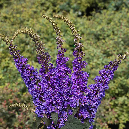 LO & BEHOLD Blue Chip Jr. Butterfly Bush | The Tree Center