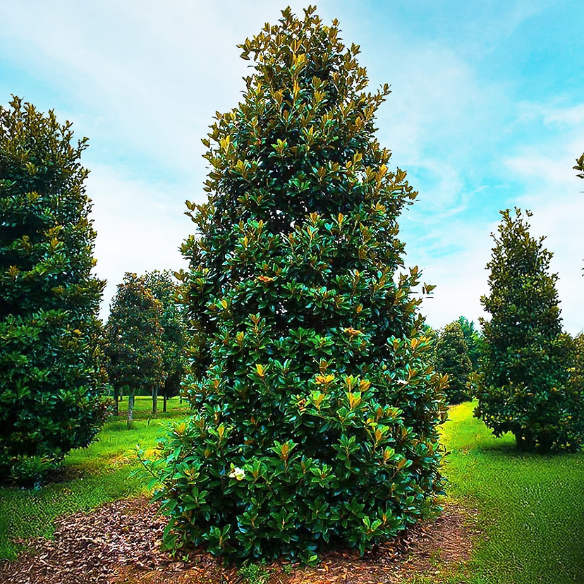 Claudia Wannamaker Southern Magnolia For Sale | The Tree Center