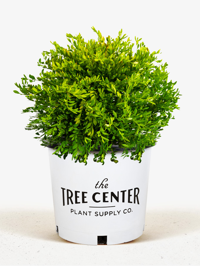 Dee Runk Boxwood For Sale Online | The Tree Center