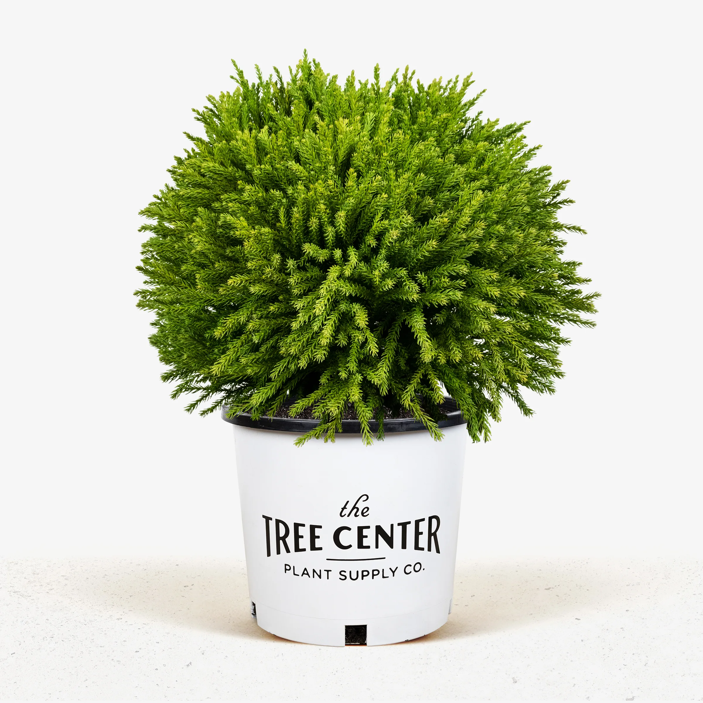 Dwarf Globe Japanese Cedar Trees For Sale | The Tree Center